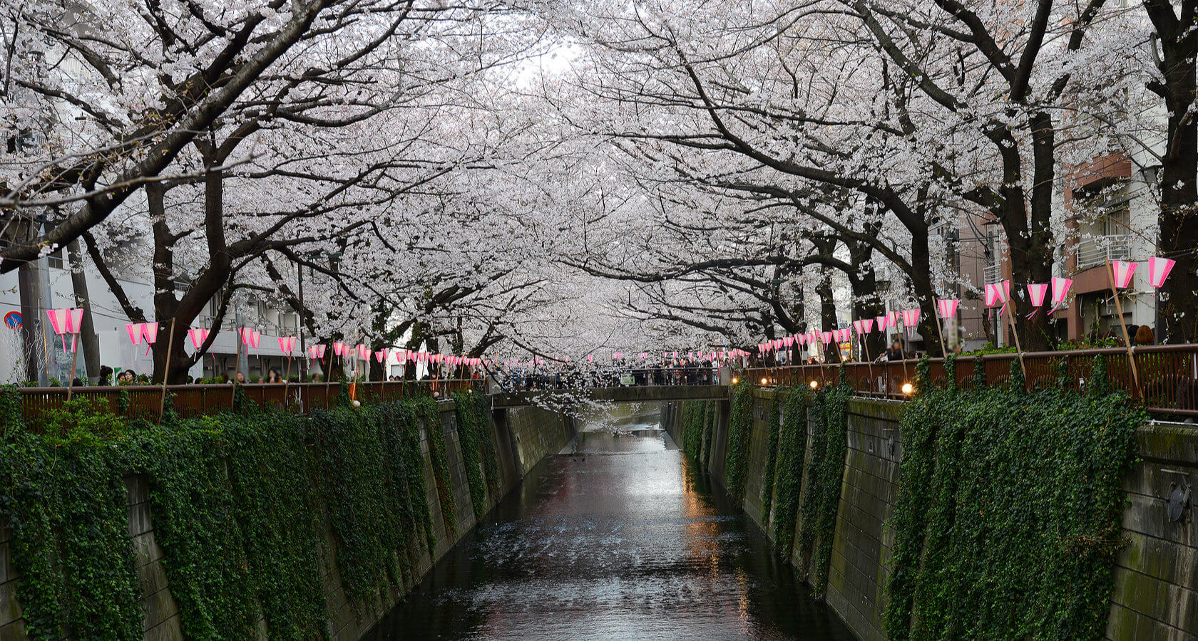 Meguro River(目黒川) - Tokyo